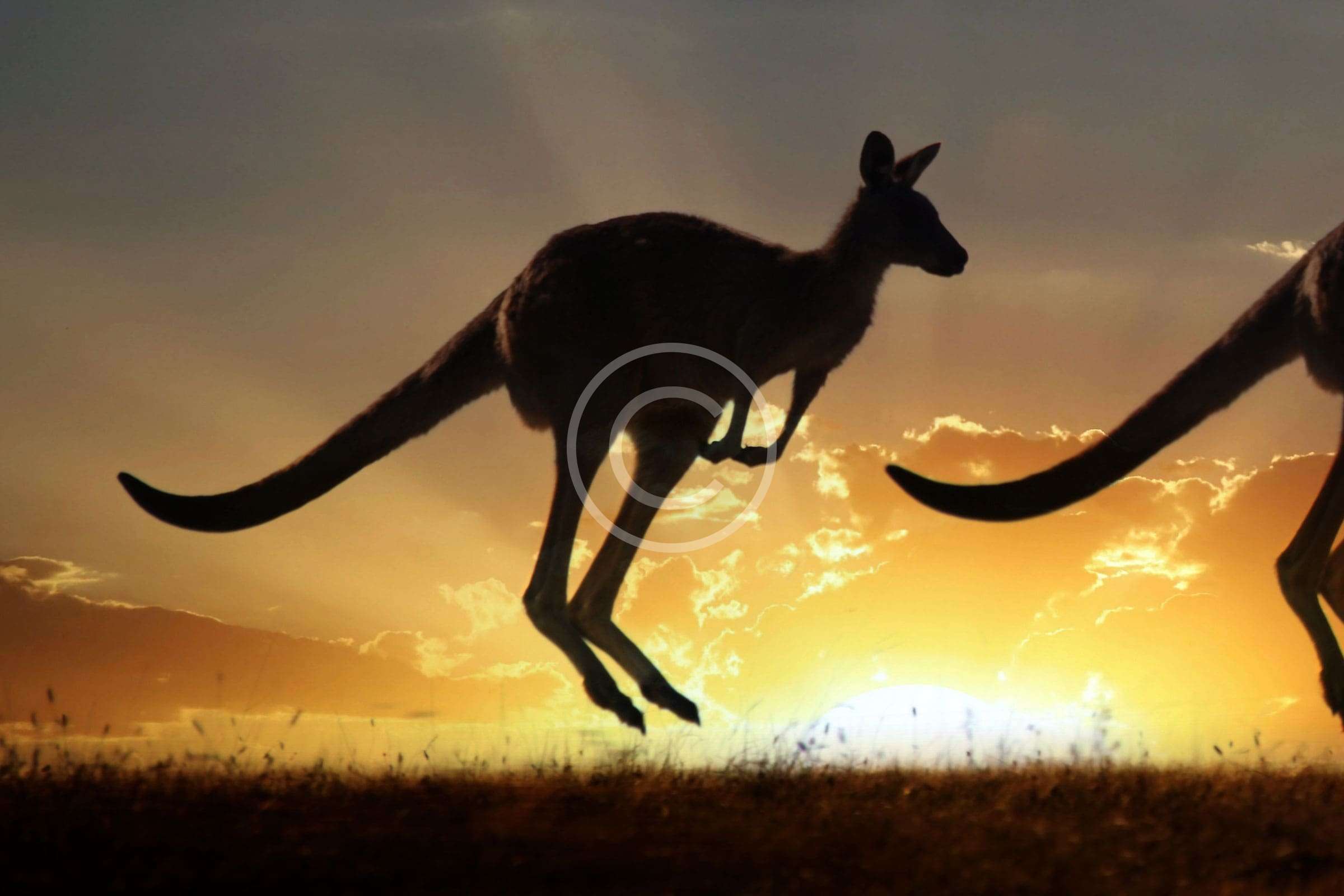 Australia – THE ROLLING THRONE